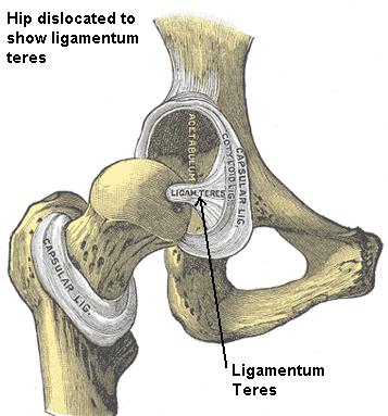The Hip Joint